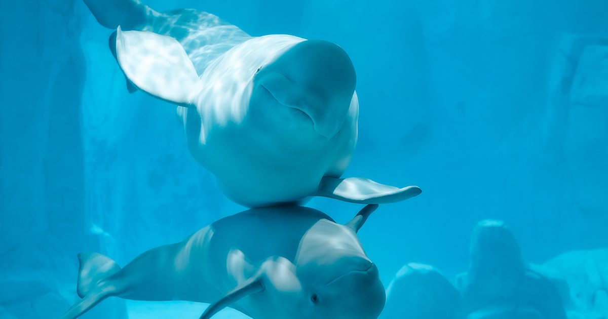 Fundación Oceanogràfic cumple su primer año - Tendencias Magazine